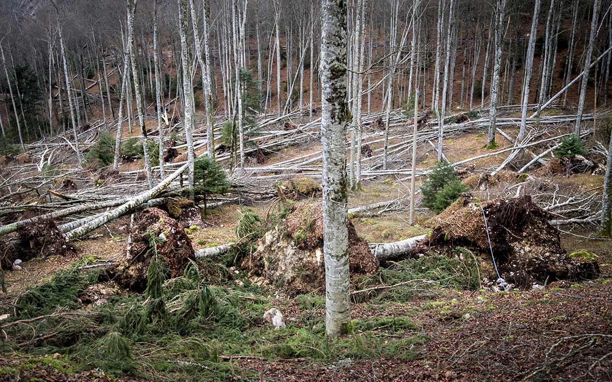 Rebirth and solidarity. After Vaia storm | ITLAS Rebirth and solidarity. After Vaia storm | ITLAS